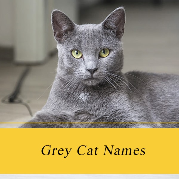 Best White Cat Names Ideas CatsPurfection