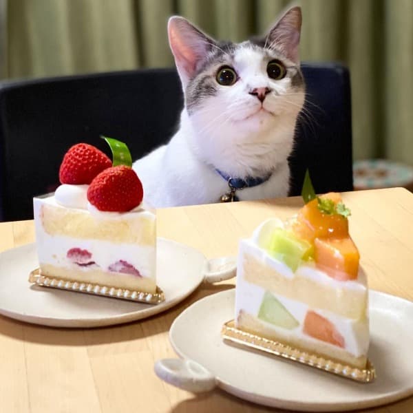 100 Cat Pun Names For Your Kitty CatsPurfection