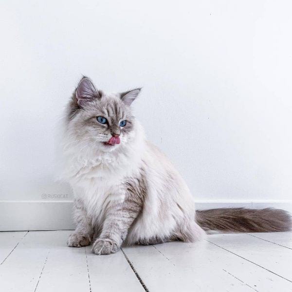 Grey Ragdoll Cat