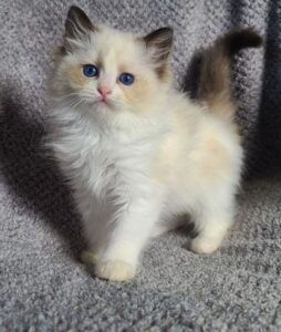 Ragdoll Cat Colors and Coat Patterns - The Definitive Guide ...