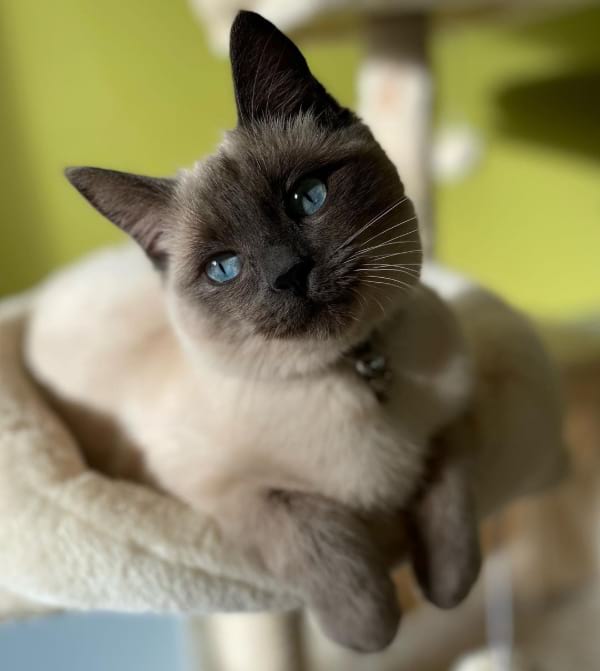Are Siamese Cats Hypoallergenic? | CatsPurfection