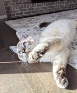Lynx Point Ragdoll Cats - Everything You Need to Know | CatsPurfection