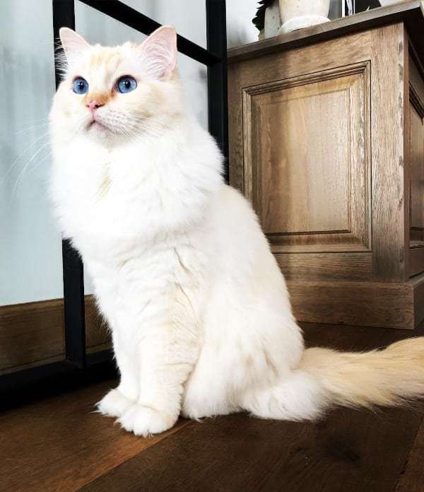 Ragdoll Kittens for Sale in Oklahoma | CatsPurfection